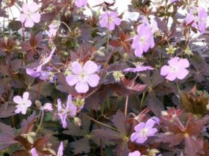 Hardy Geranium ‘Elizabeth Ann’ - Broadway Road Nurseries